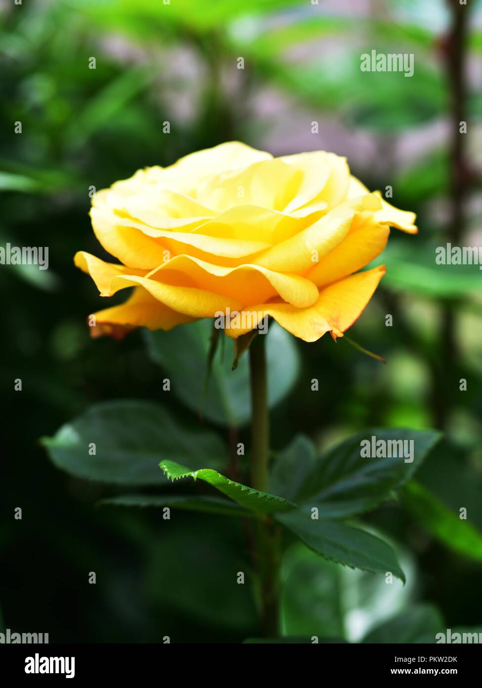 Sunshine of a yellow Rosaceae on display Stock Photo - Alamy
