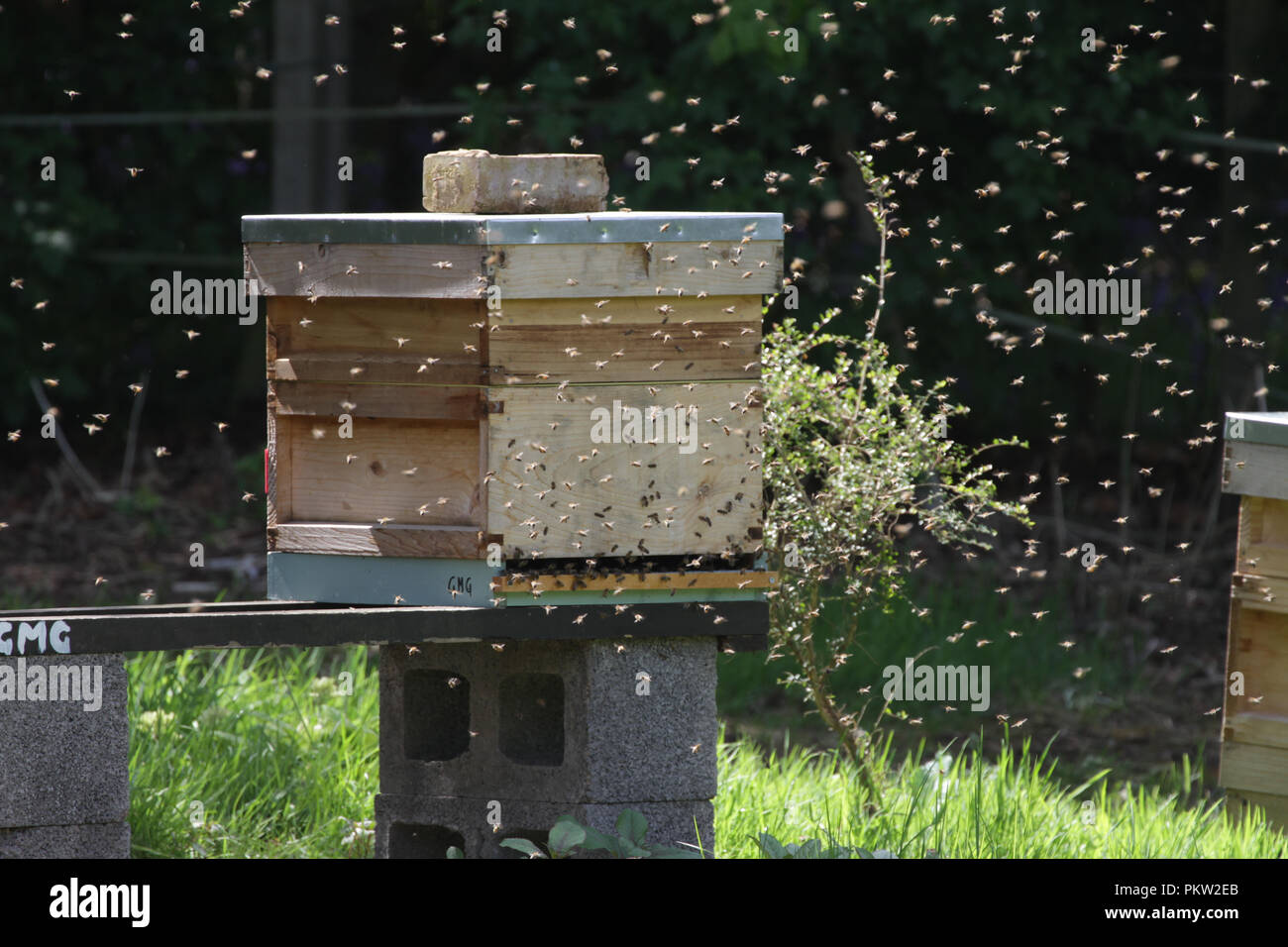 Bees and Bee Keeping Stock Photo - Alamy
