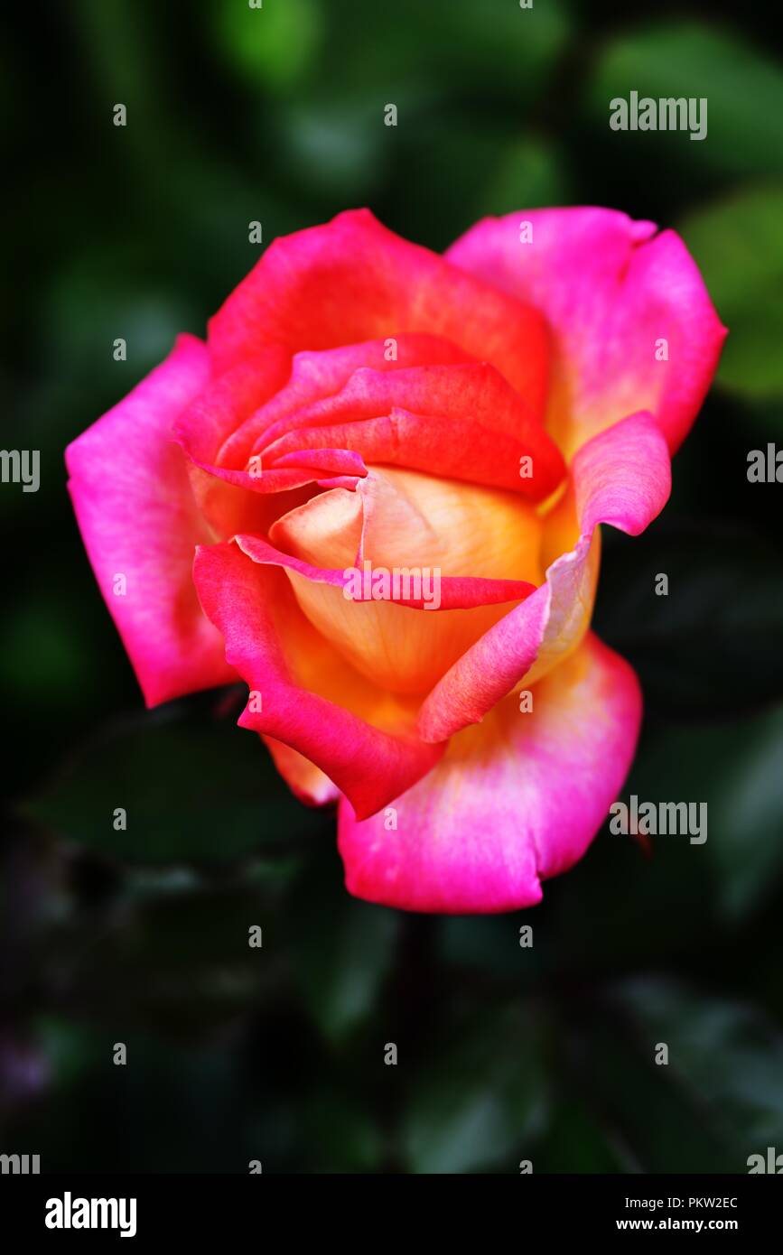 Picadilly rose hi-res stock photography and images - Alamy