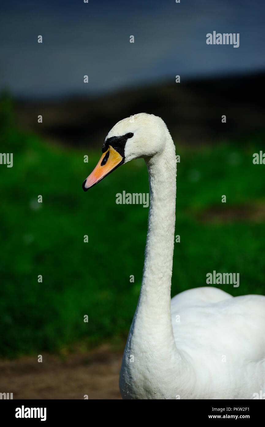 Male Swan starring at you Stock Photo - Alamy