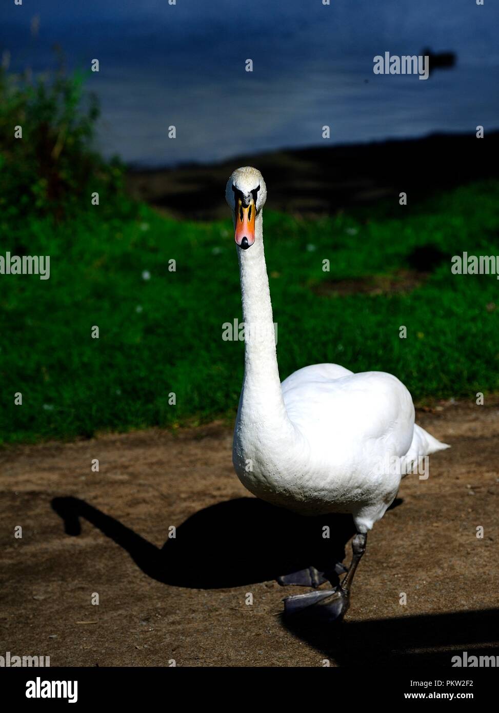 Male Swan starring at you Stock Photo - Alamy