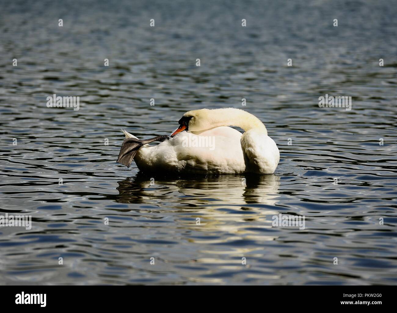 Swan reaching for an itch Stock Photo - Alamy