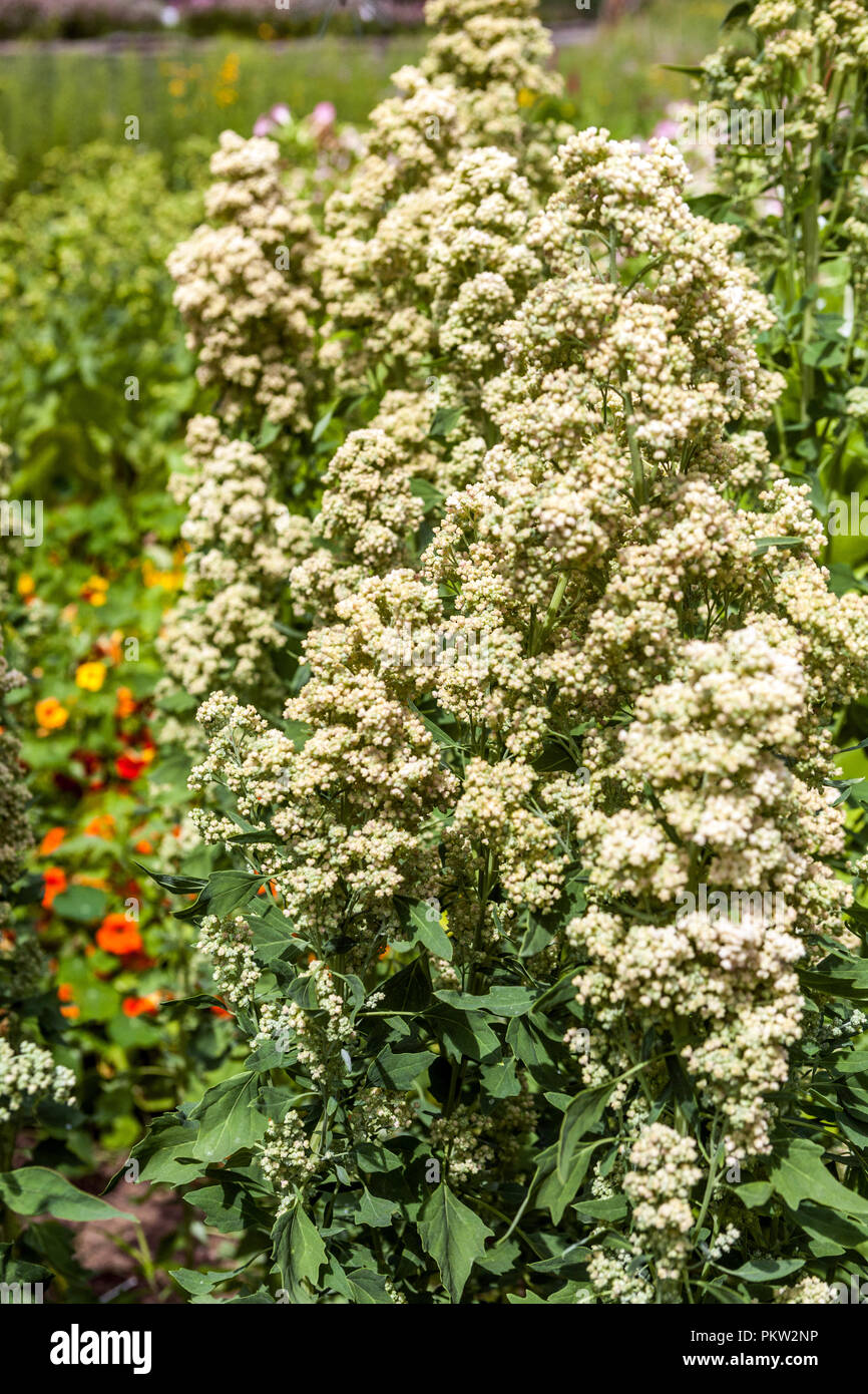 Quinoa plant hi-res stock photography and images - Alamy