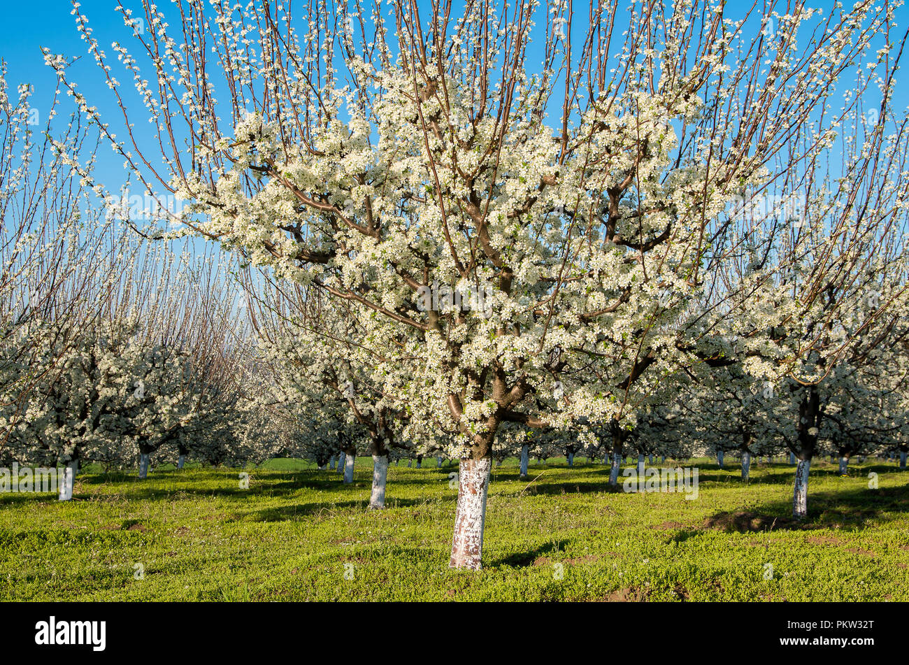 Plum tree farm hi-res stock photography and images - Alamy