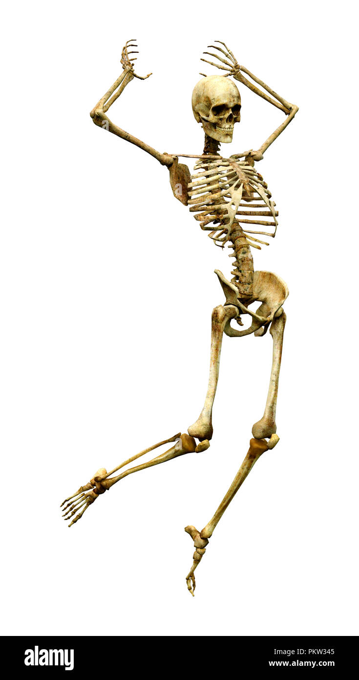 3D rendering of a human skeleton isolated on white background Stock ...