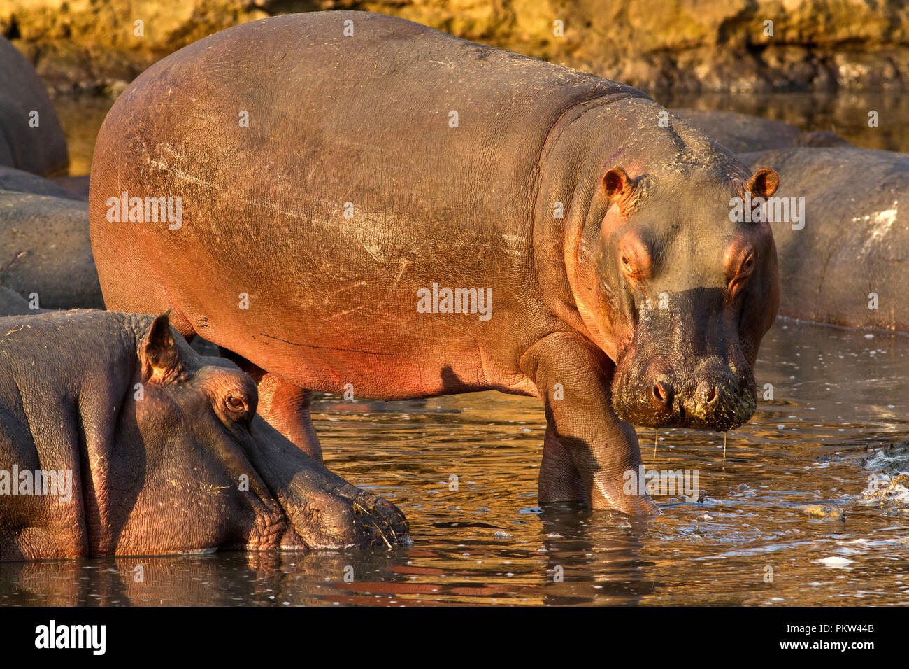 A hippo cow moves out of the day time wallow to go feeding under the ...