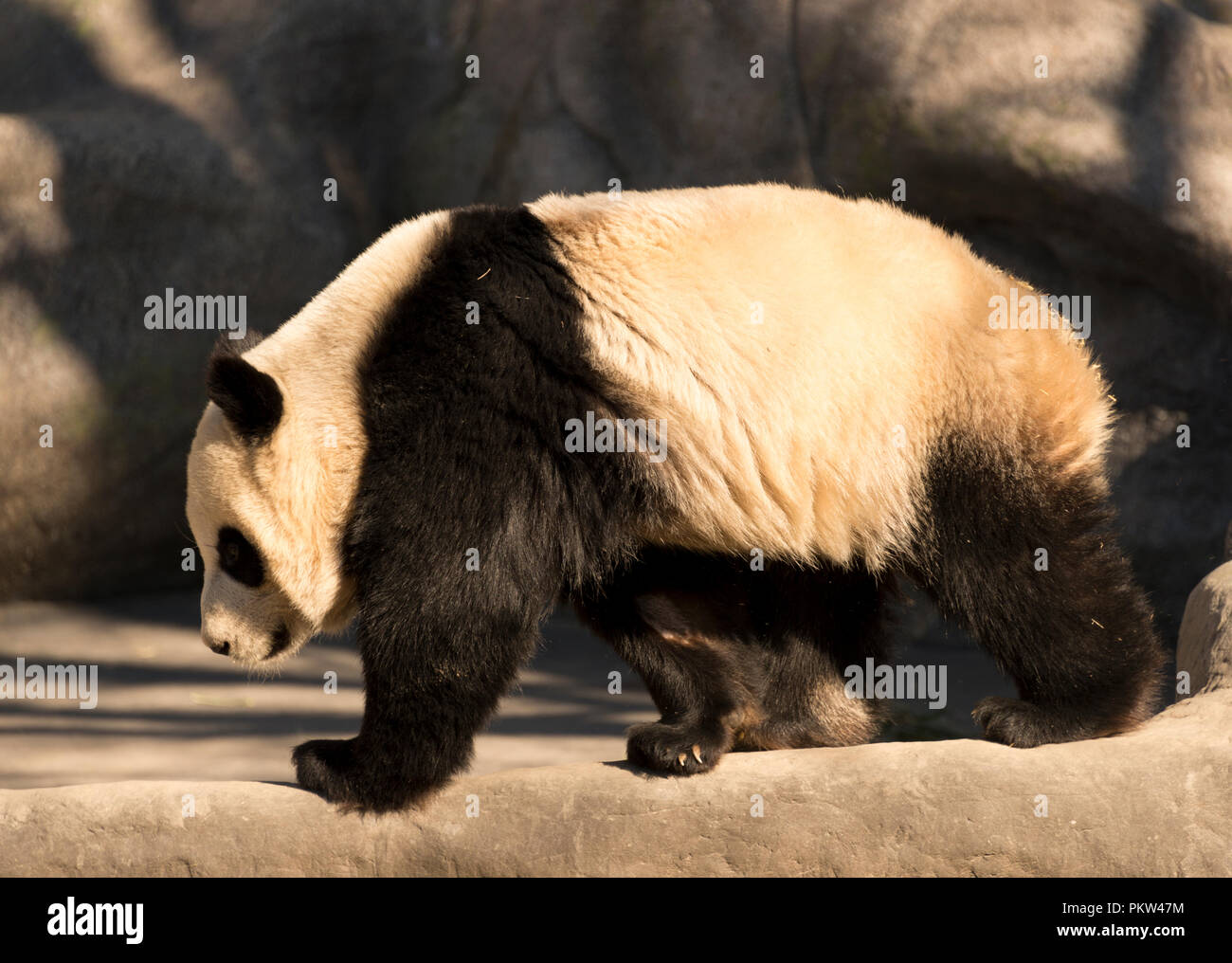 Giant Panda (Ailuropoda melanoleuca) female Stock Photo - Alamy