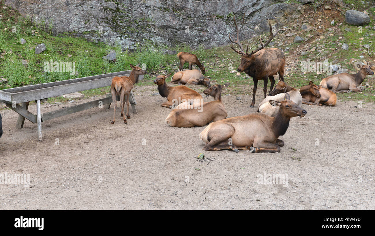Parc Omega Safari Park Stock Photo - Alamy
