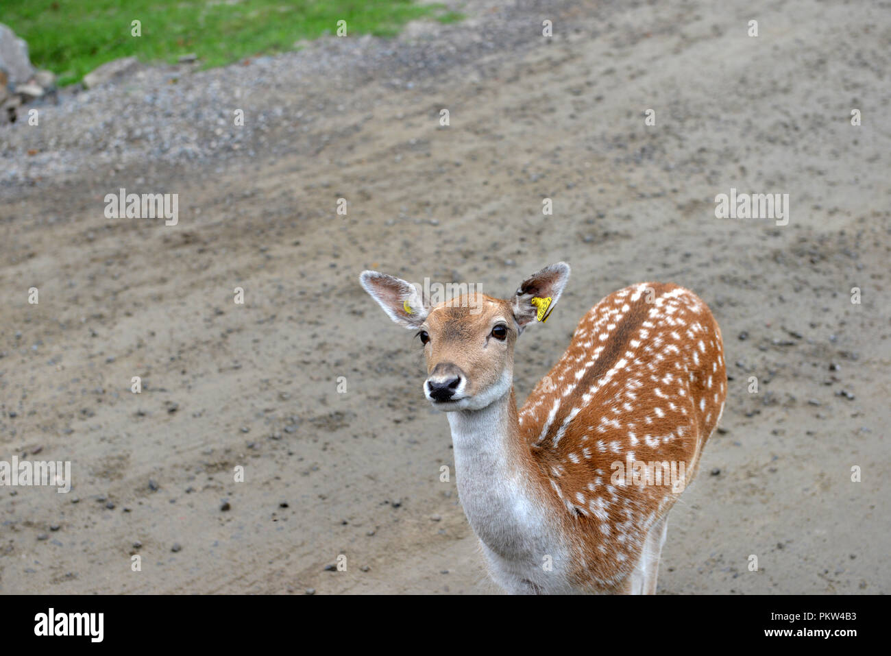 Parc Omega Safari Park Stock Photo - Alamy