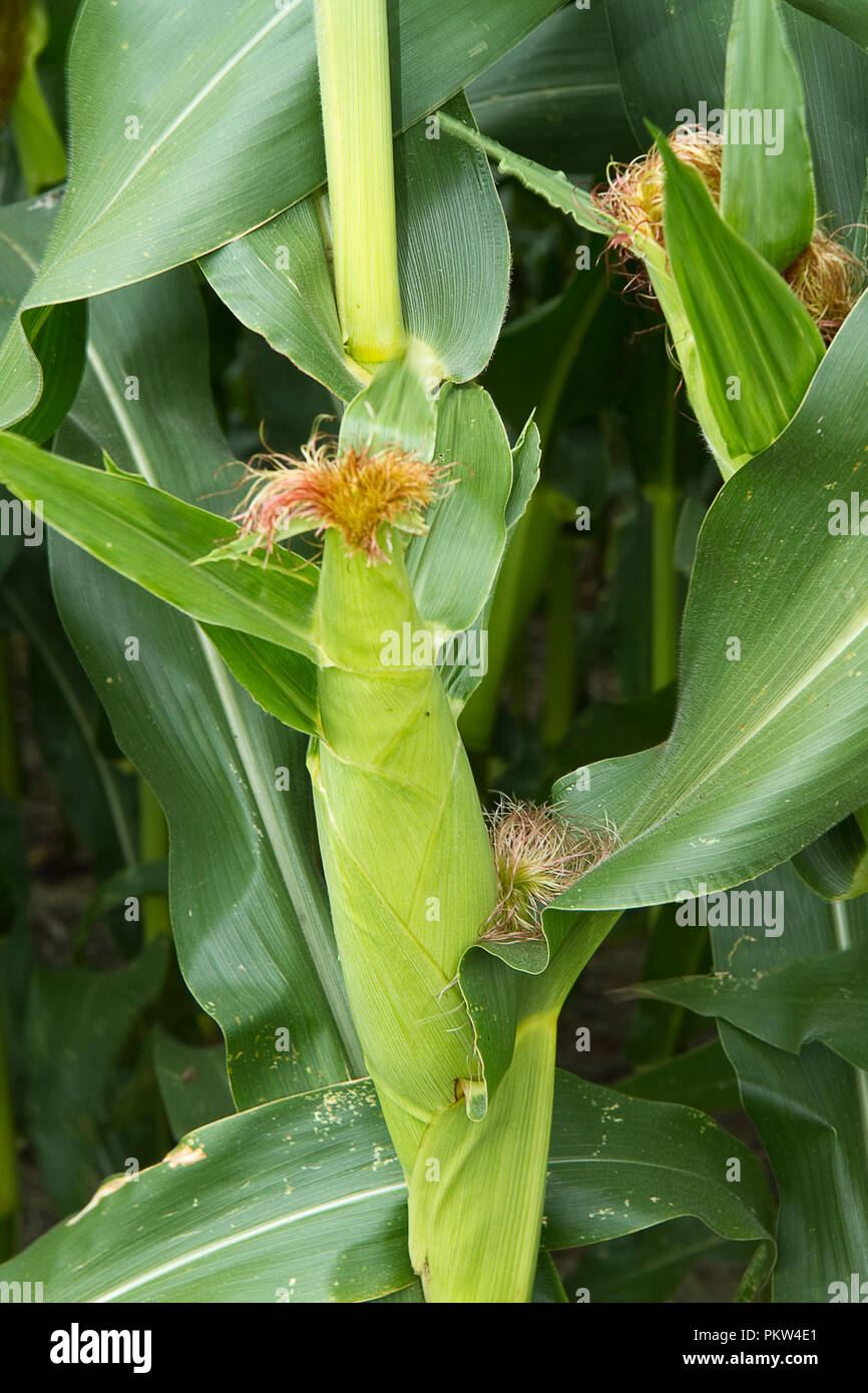Corn cornstalk hi-res stock photography and images - Alamy