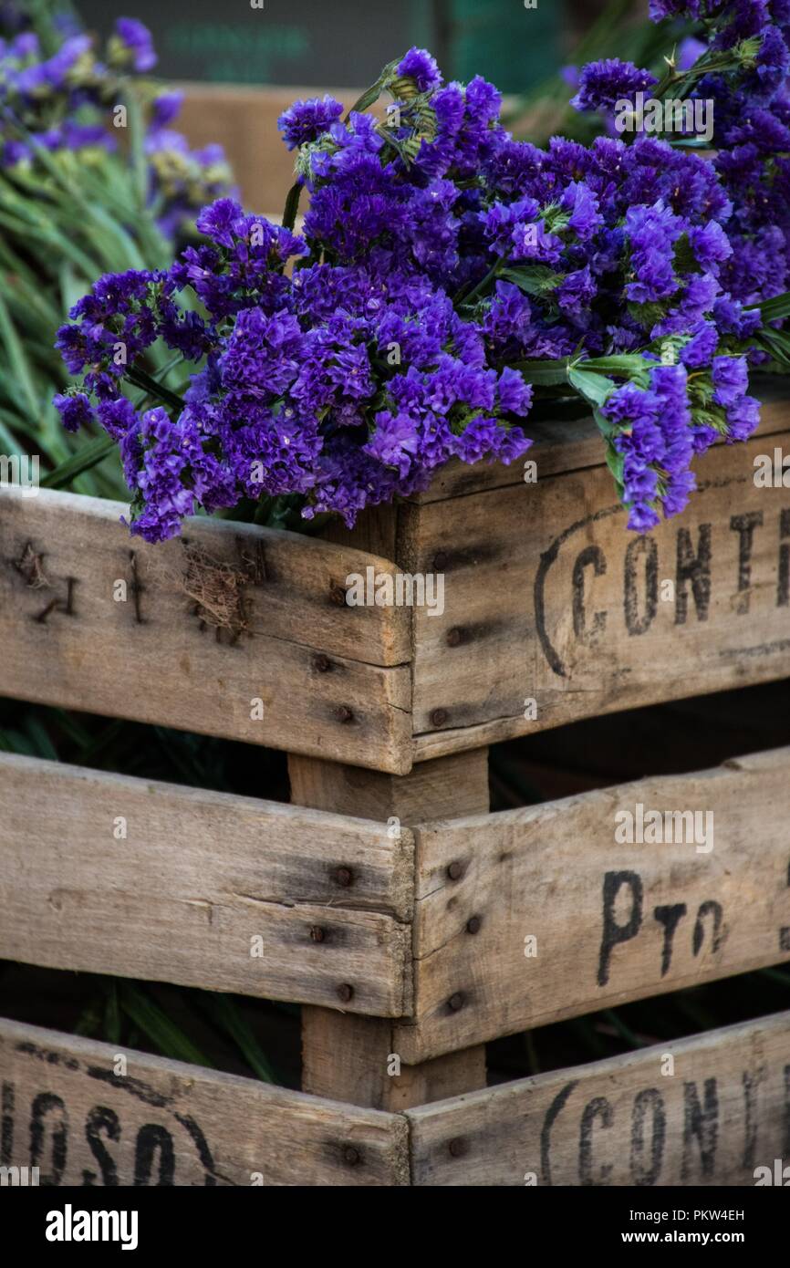 Lavender chest hi-res stock photography and images - Alamy
