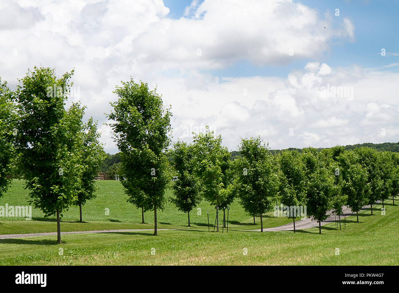 Trees line-up in the country with blue skies Stock Photo - Alamy