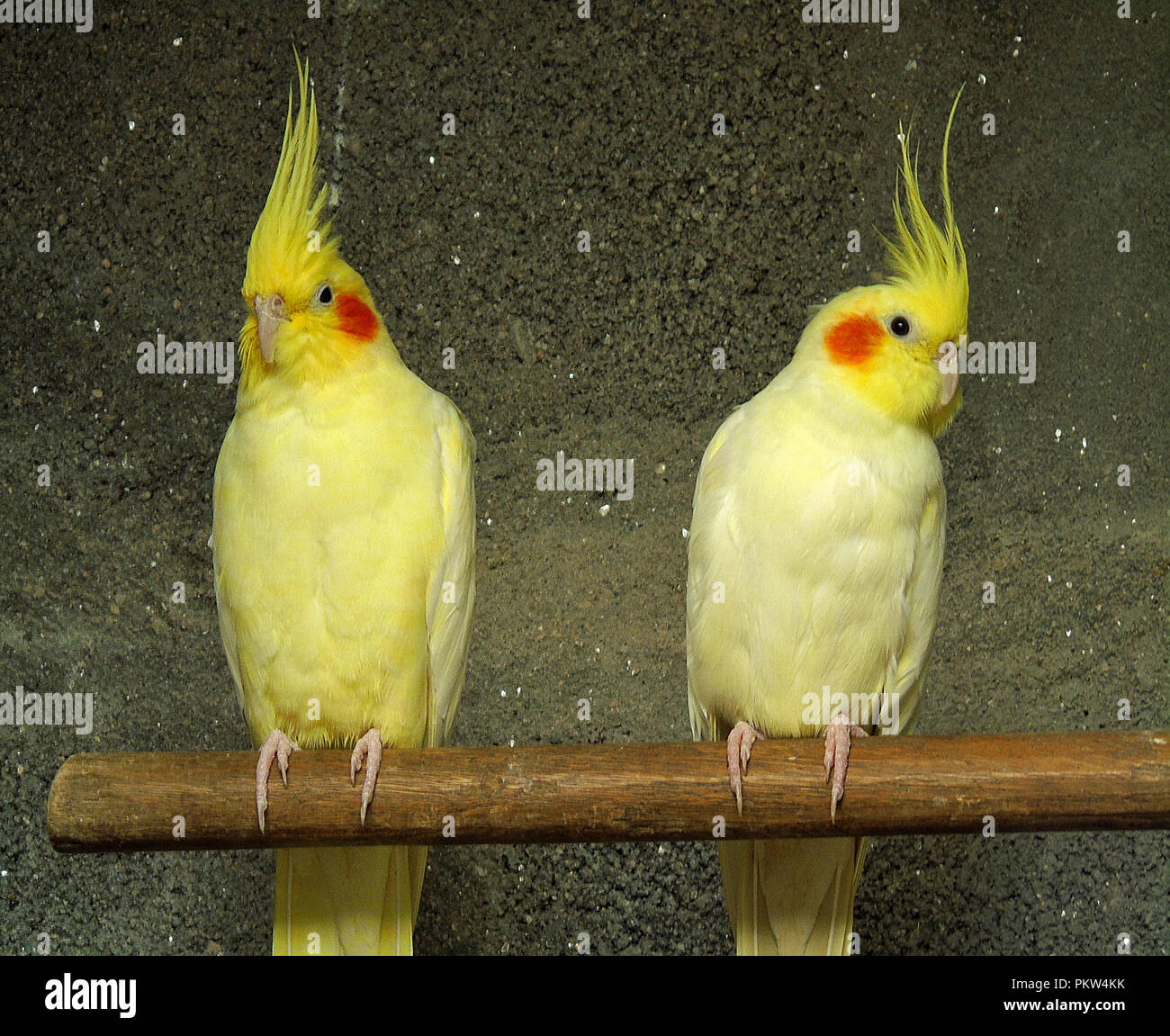 Couple of yellow cockatoo nymphs. Parrot breed Stock Photo - Alamy