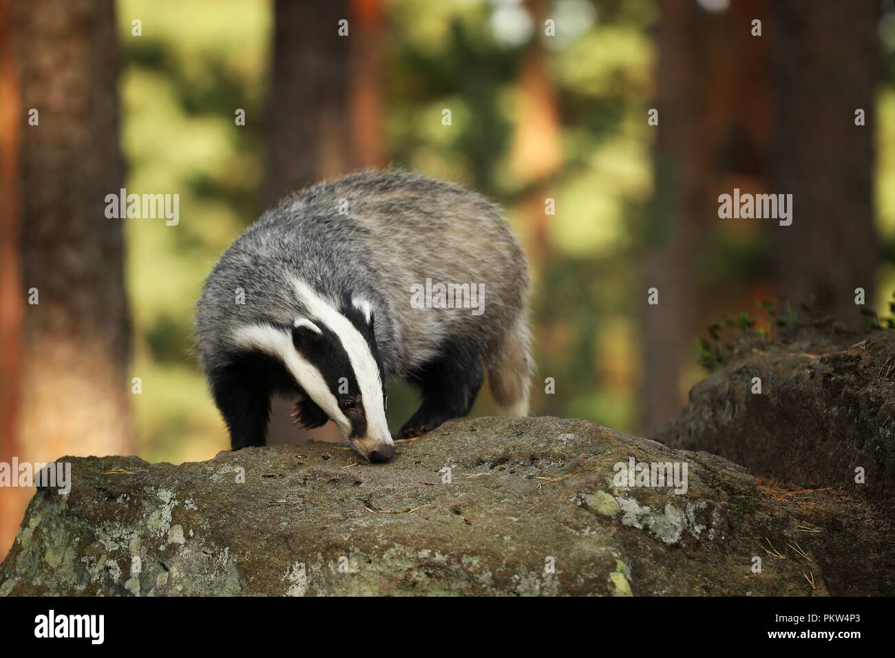 Young badger sniffing on stone - Meles meles Stock Photo - Alamy