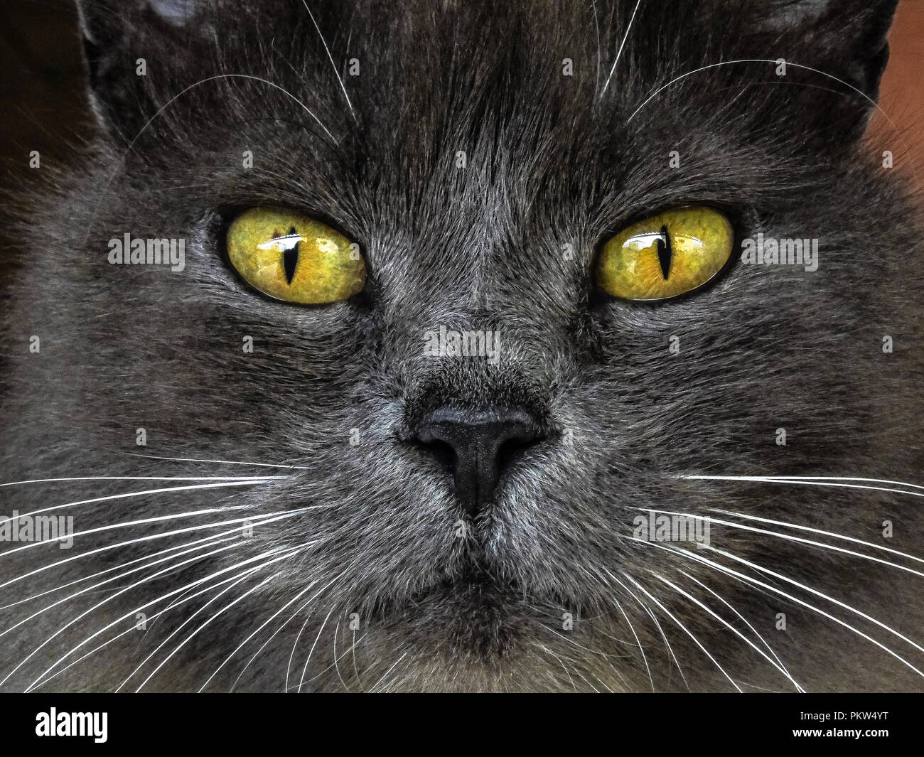 Close-up cat looking at the camera Stock Photo - Alamy
