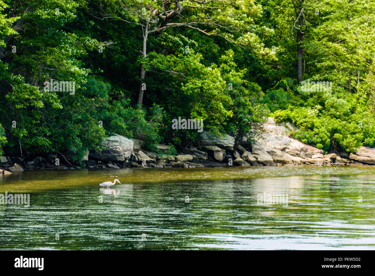Heron Deep River, Connecticut, USA Stock Photo - Alamy
