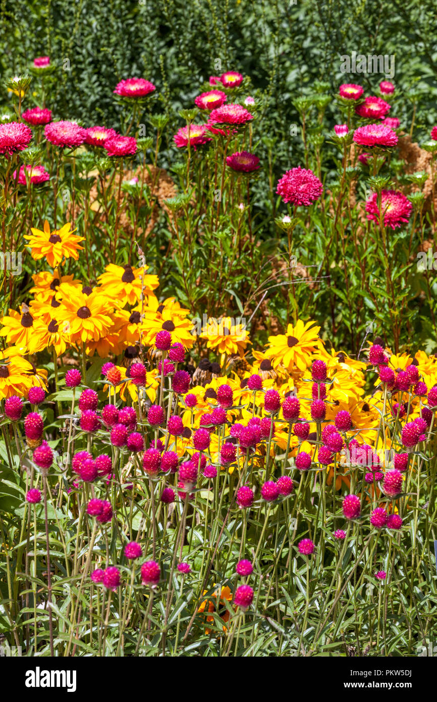 Red purple flower combination hi-res stock photography and images - Alamy