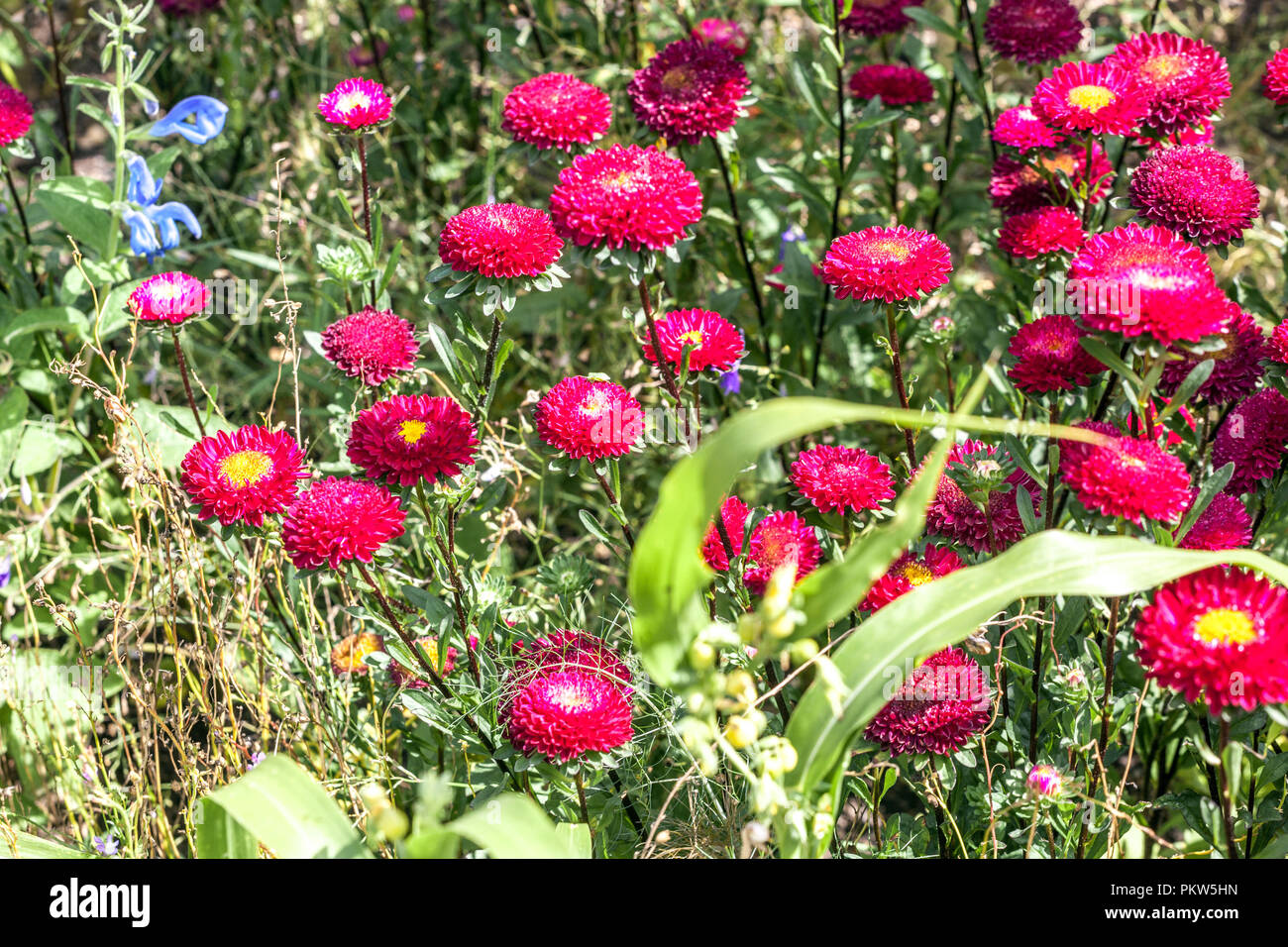 Red purple flower combination hi-res stock photography and images - Alamy