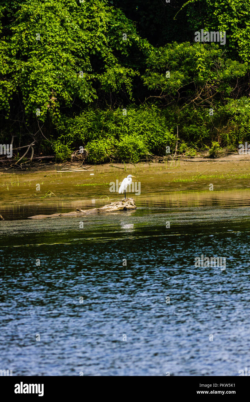 Heron Deep River, Connecticut, USA Stock Photo - Alamy