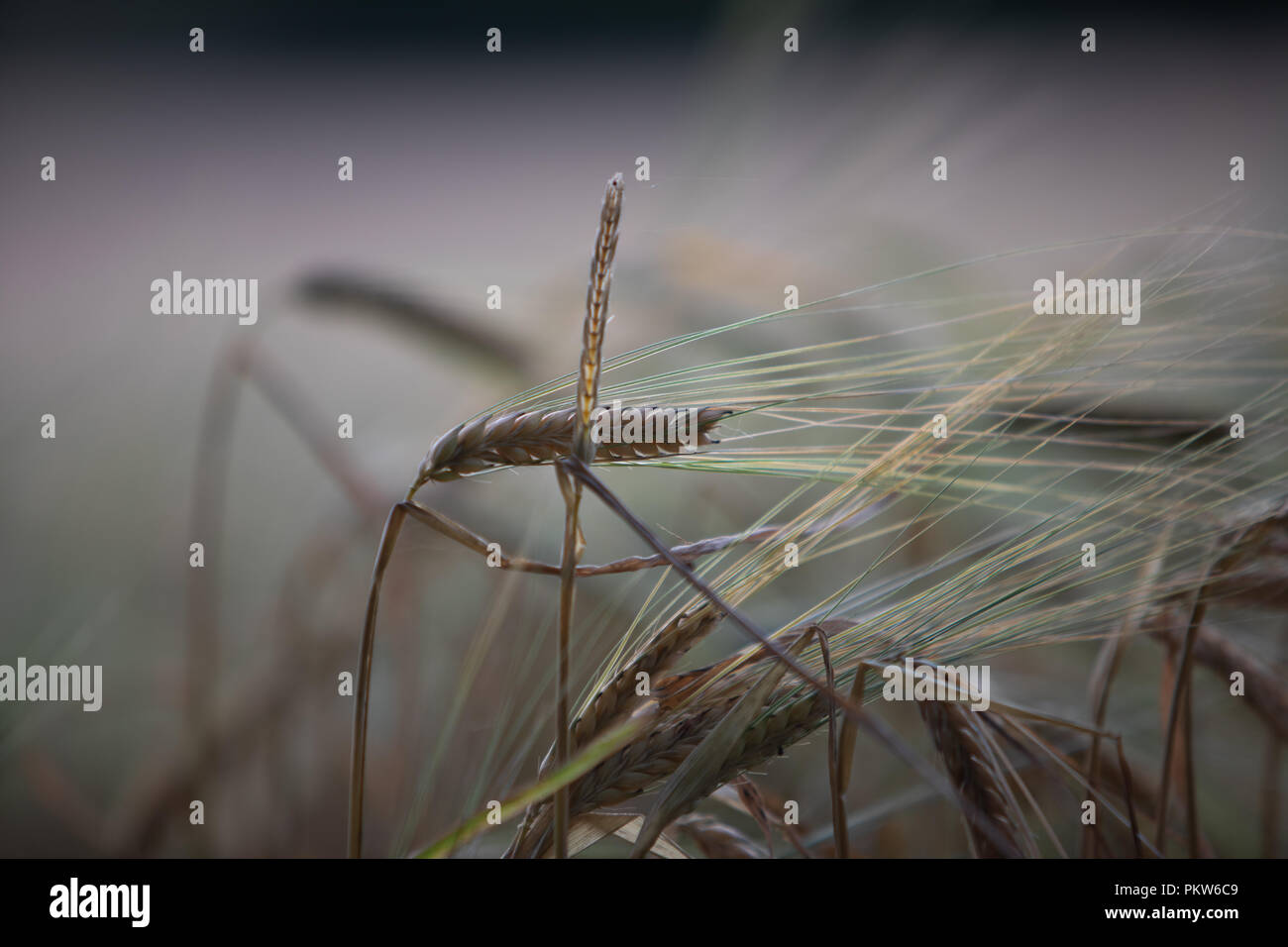 Barely crop hi-res stock photography and images - Alamy