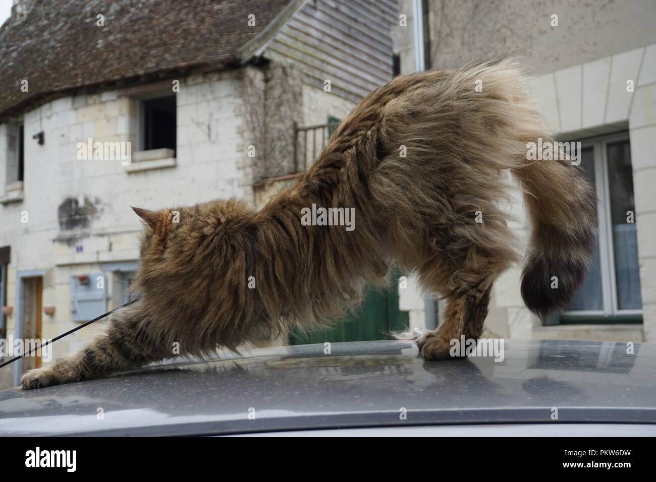 A furry kitty stretching on the top of a parked car in a small village ...