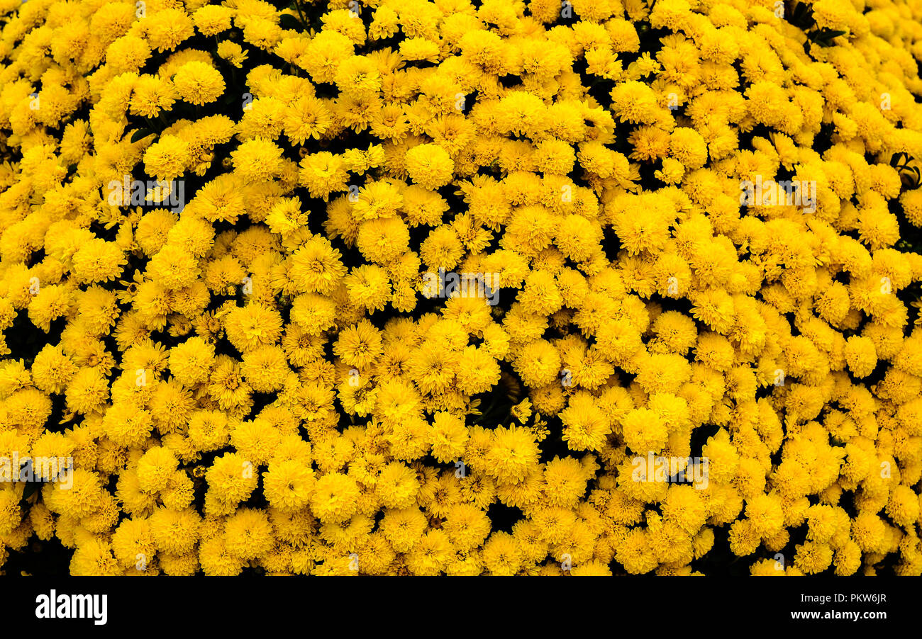 Cluster of Yellow Mums Stock Photo - Alamy