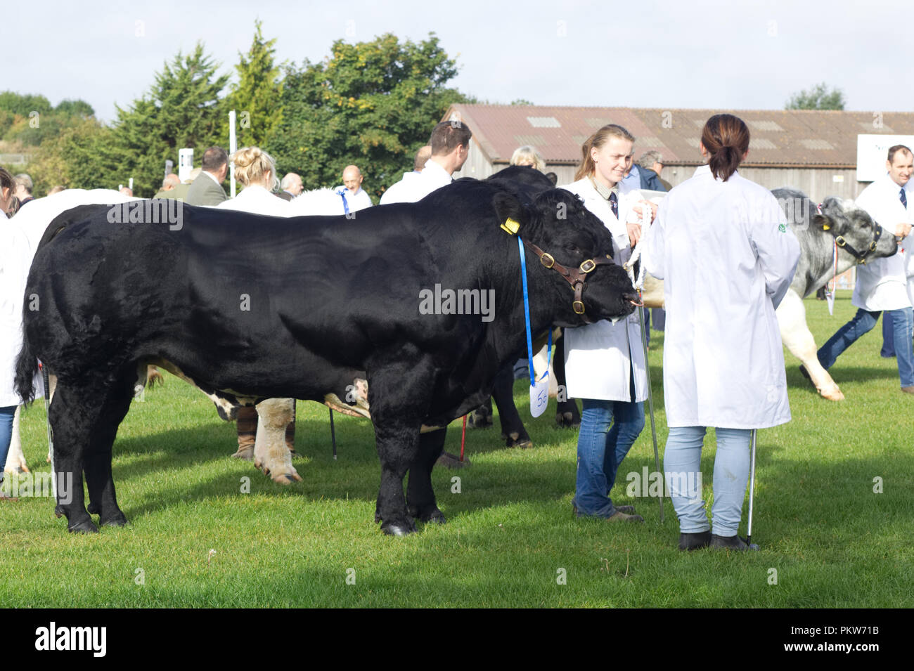 Black bull being shown Stock Photo - Alamy