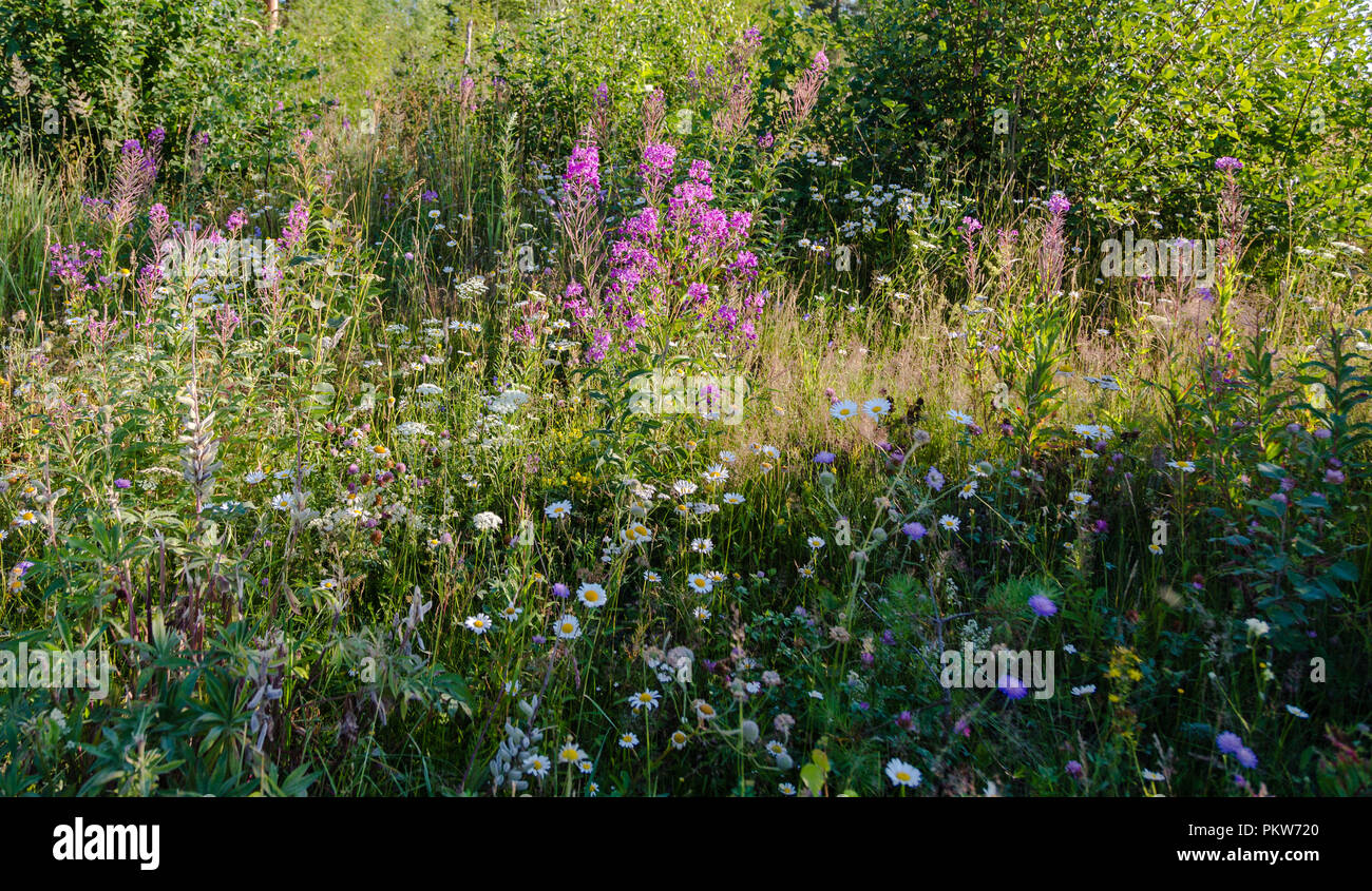 Beautiful flower field in finland hi-res stock photography and images ...
