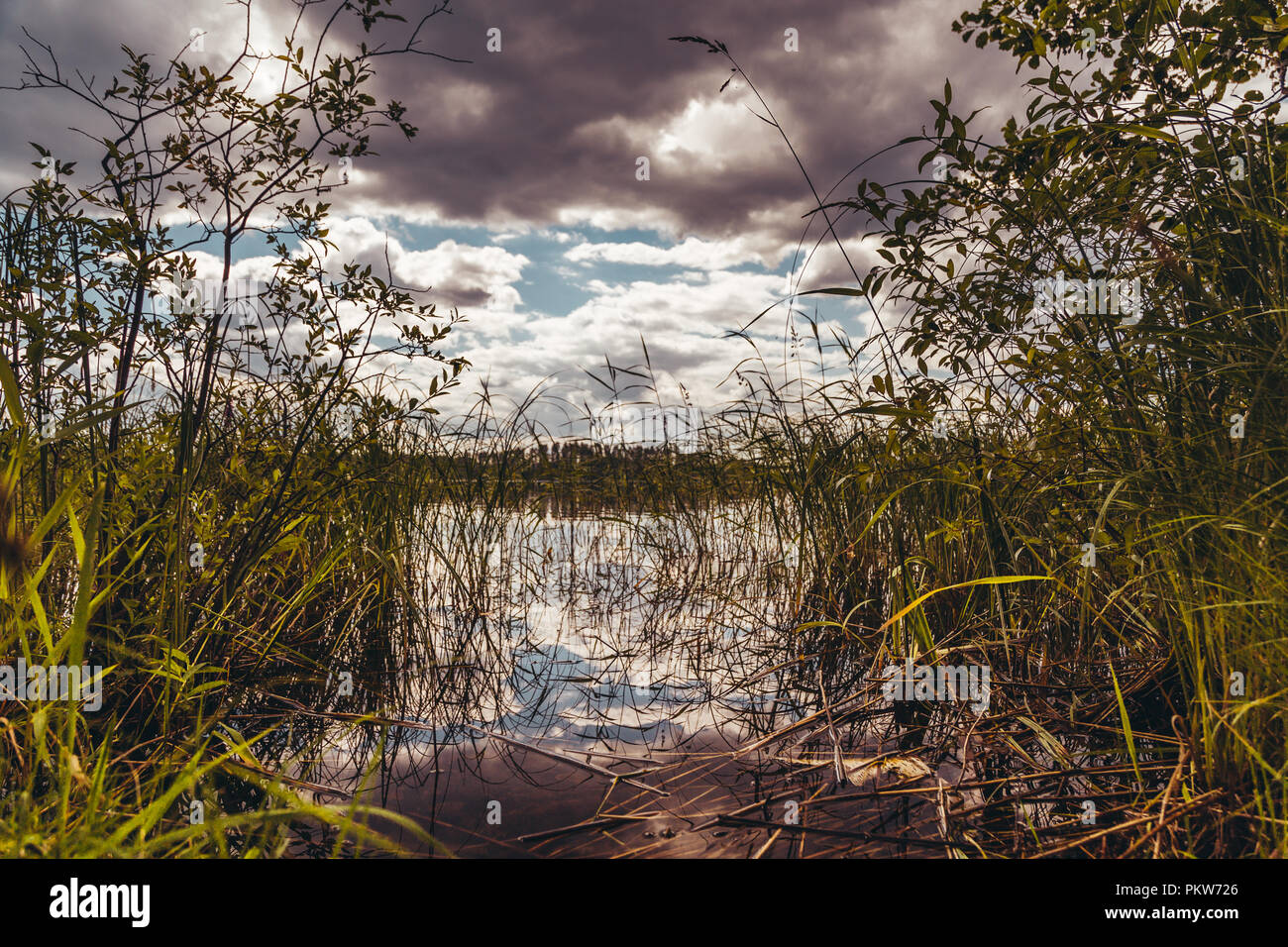 Rural scene reed beds hi-res stock photography and images - Alamy