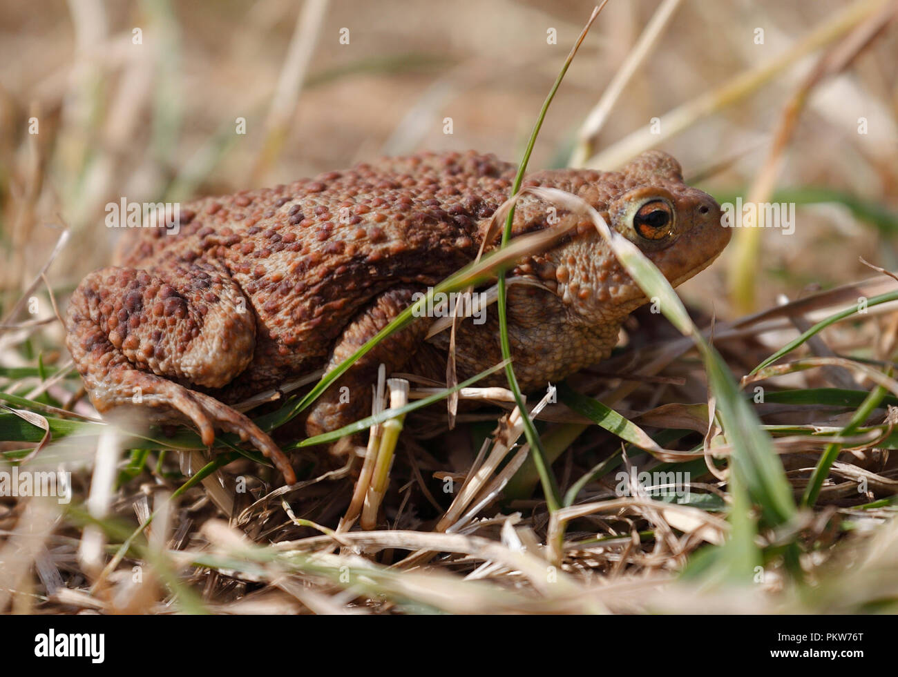 Common toad Bufo bufo Stock Photo - Alamy