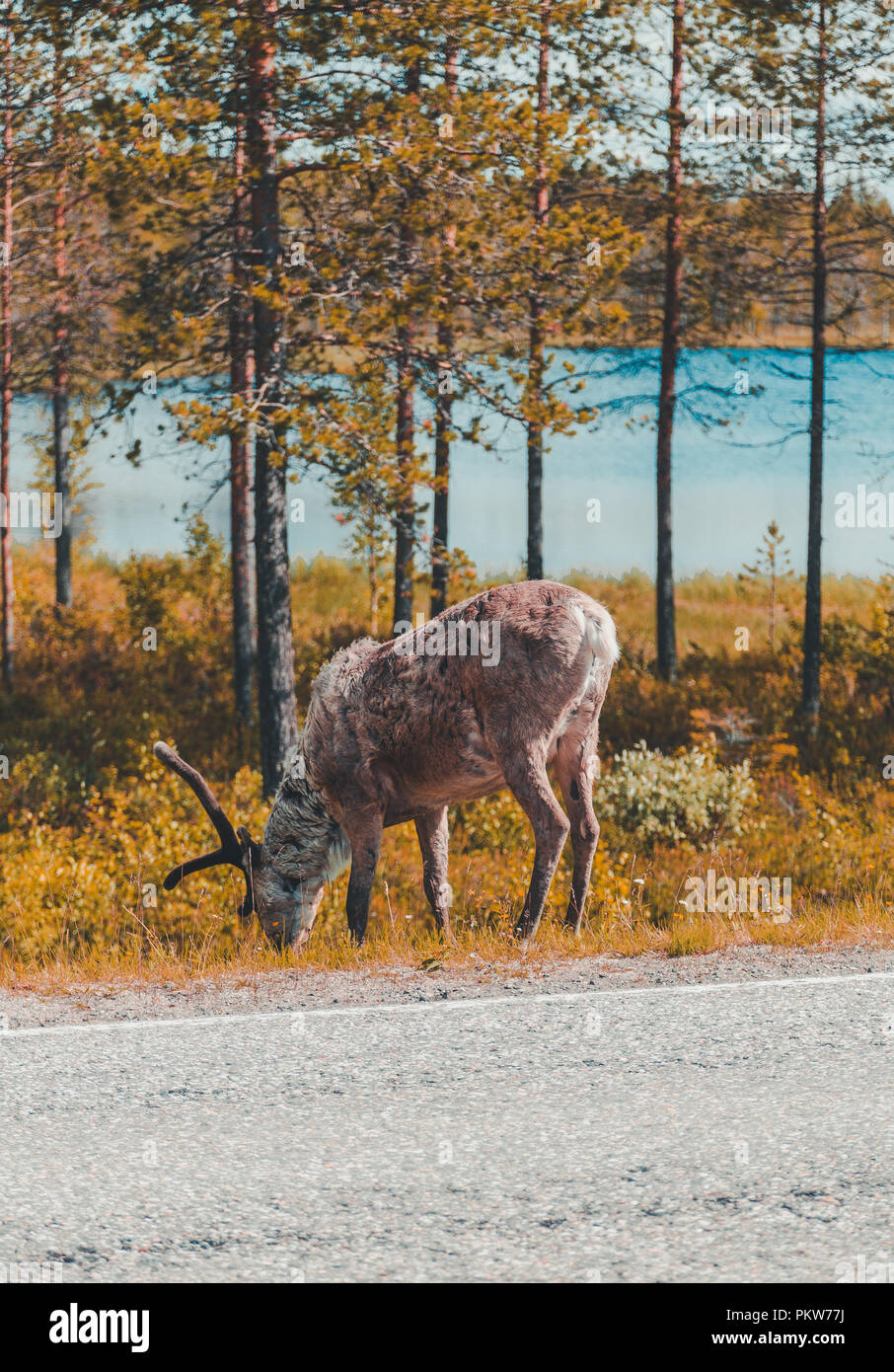 Reindeer on a road in lapland hi-res stock photography and images - Alamy