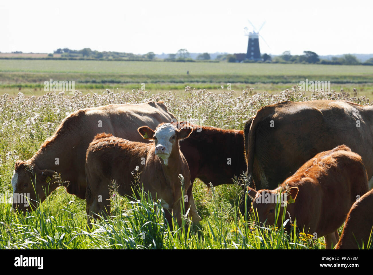 Cattle grazing on Norton Marsh on the North Norfolk coast near Burnham ...