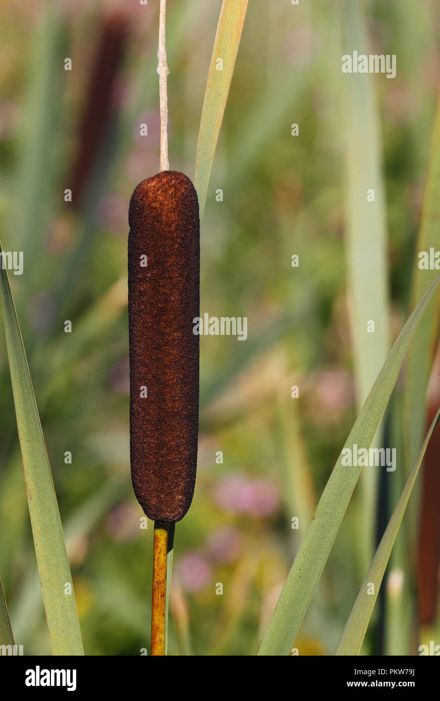 Bulrush, Typha latifolia Stock Photo - Alamy