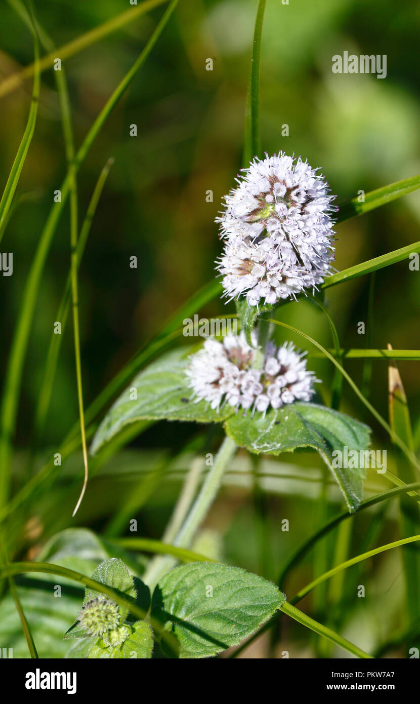 Water mint flowering. Mentha aquatica Stock Photo - Alamy