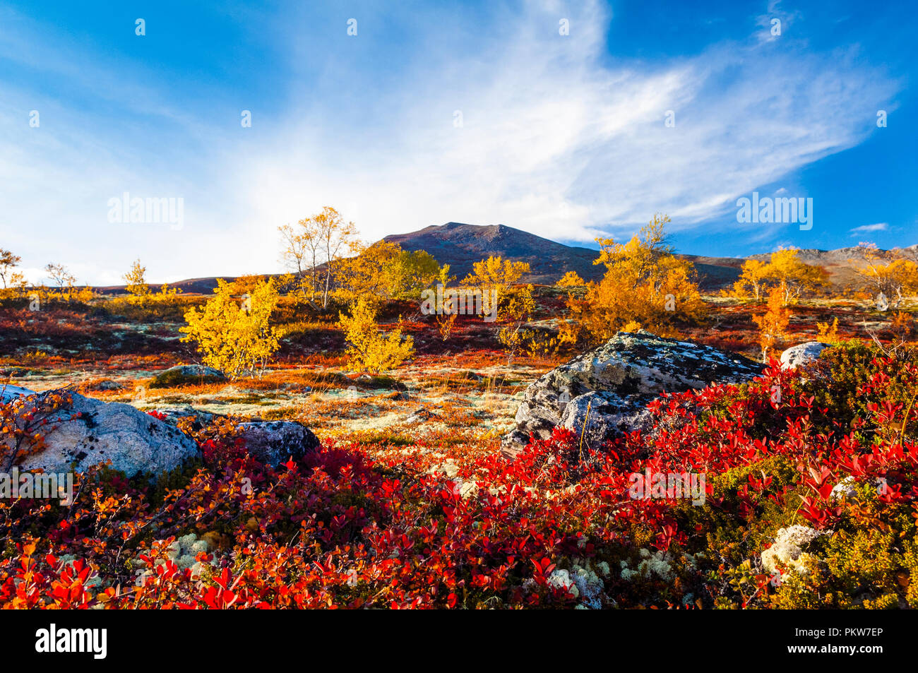 Autumn colours in the Norwegian mountains Stock Photo - Alamy
