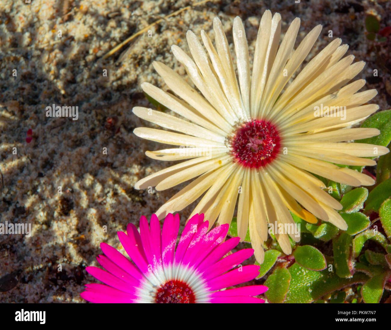 Spring Daisy splendour Stock Photo - Alamy