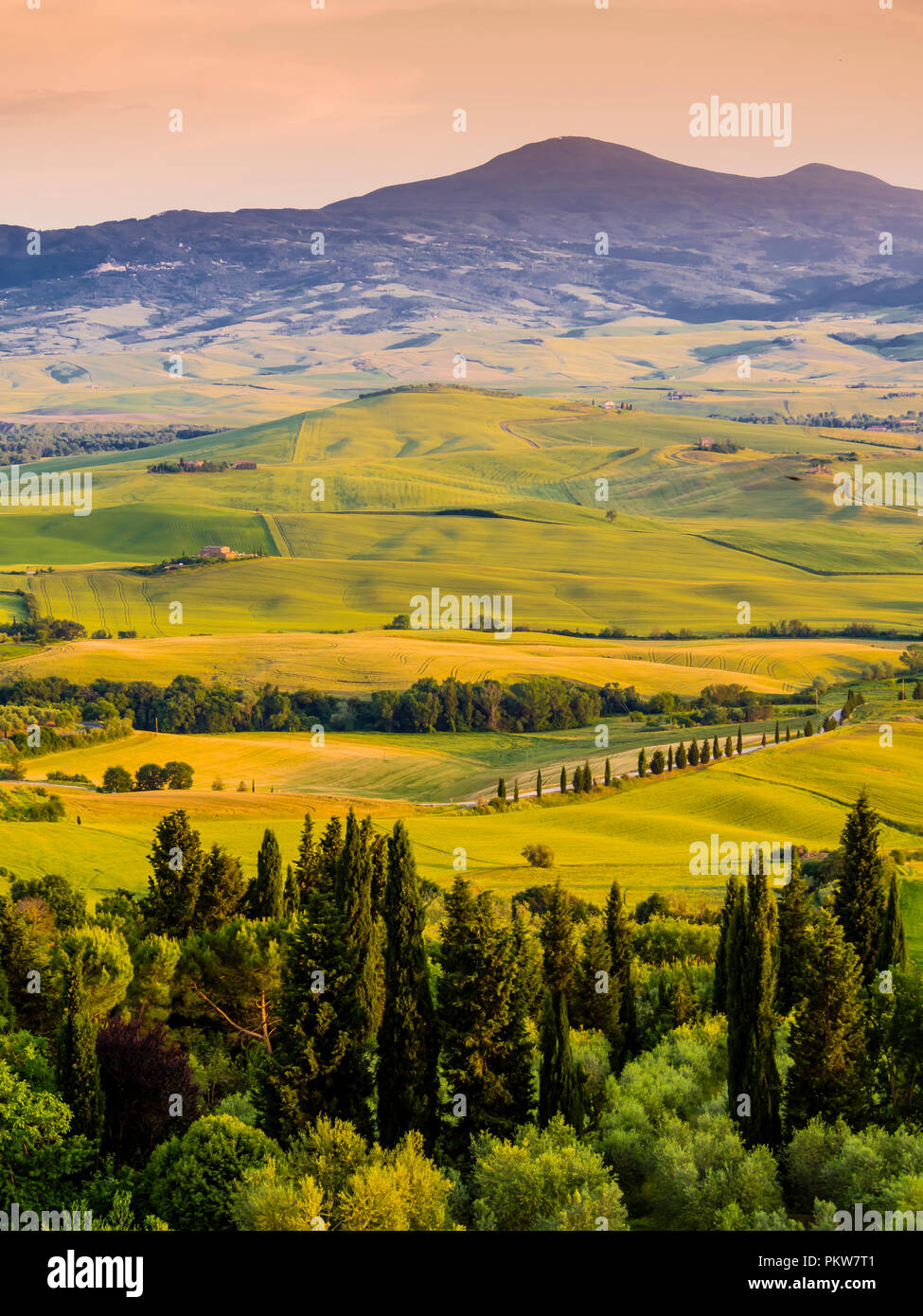 Charming tuscan landscape at dusk, with rolling hills and rows of ...