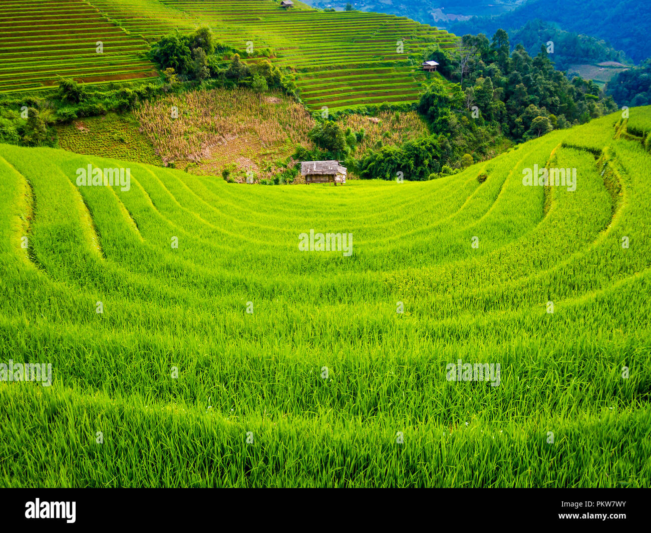 Scenic landscape of terraced rice field with farm hut, Mu Cang Chai ...