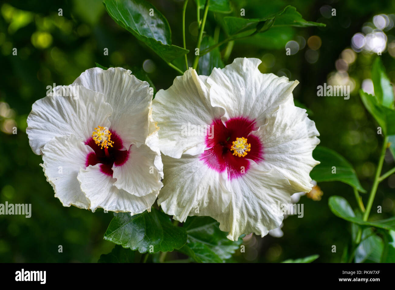 Hibiscus syriacus (rose of Sharon, Syrian ketmia, rose mallow, St ...