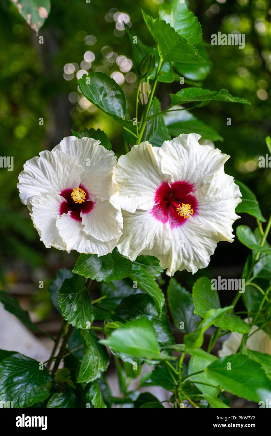 Hibiscus syriacus (rose of Sharon, Syrian ketmia, rose mallow, St ...