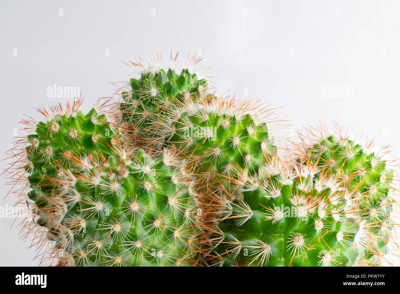 Cactus isolated in white background, close up, detail Stock Photo - Alamy