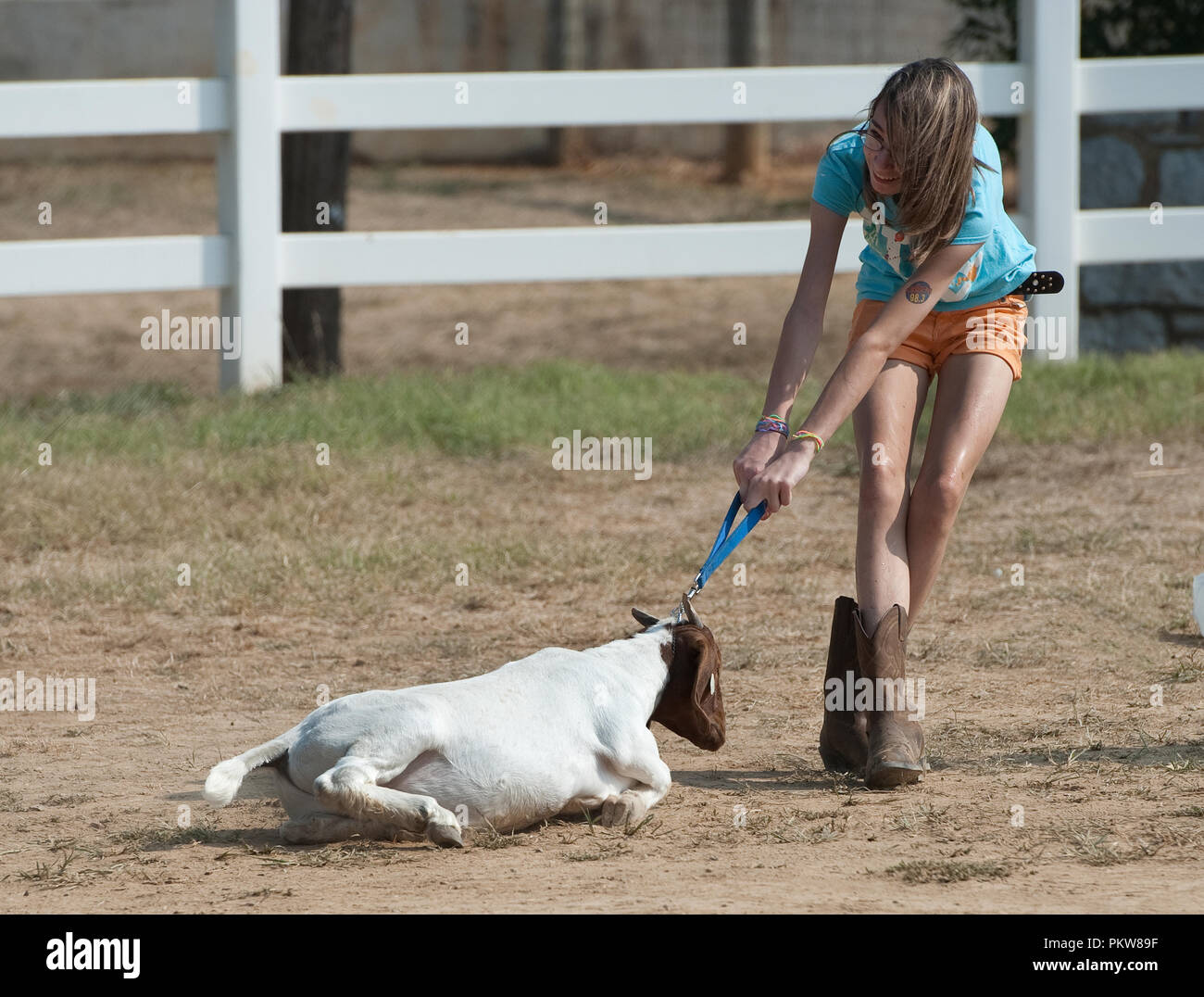 The Sheep & Goat Olympics at the 56th Annual Clarke County Fair. August ...