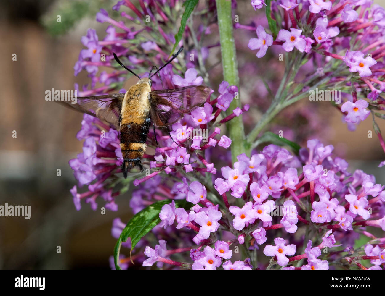 Hummingbird moth caterpillar hi-res stock photography and images - Alamy