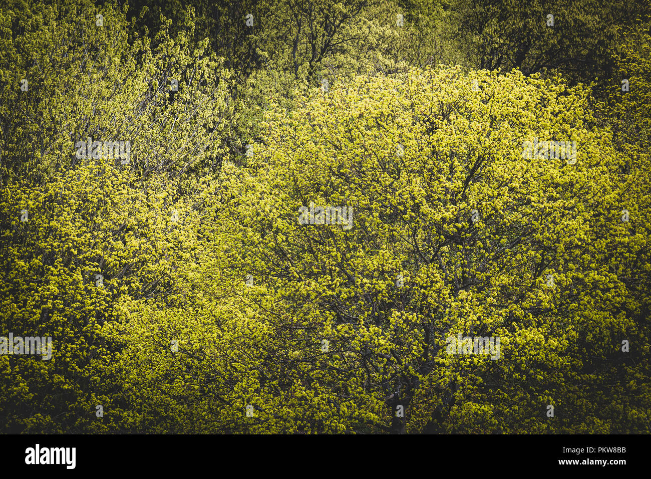 Trees in the Cascade Mountains in Washington state, USA Stock Photo - Alamy