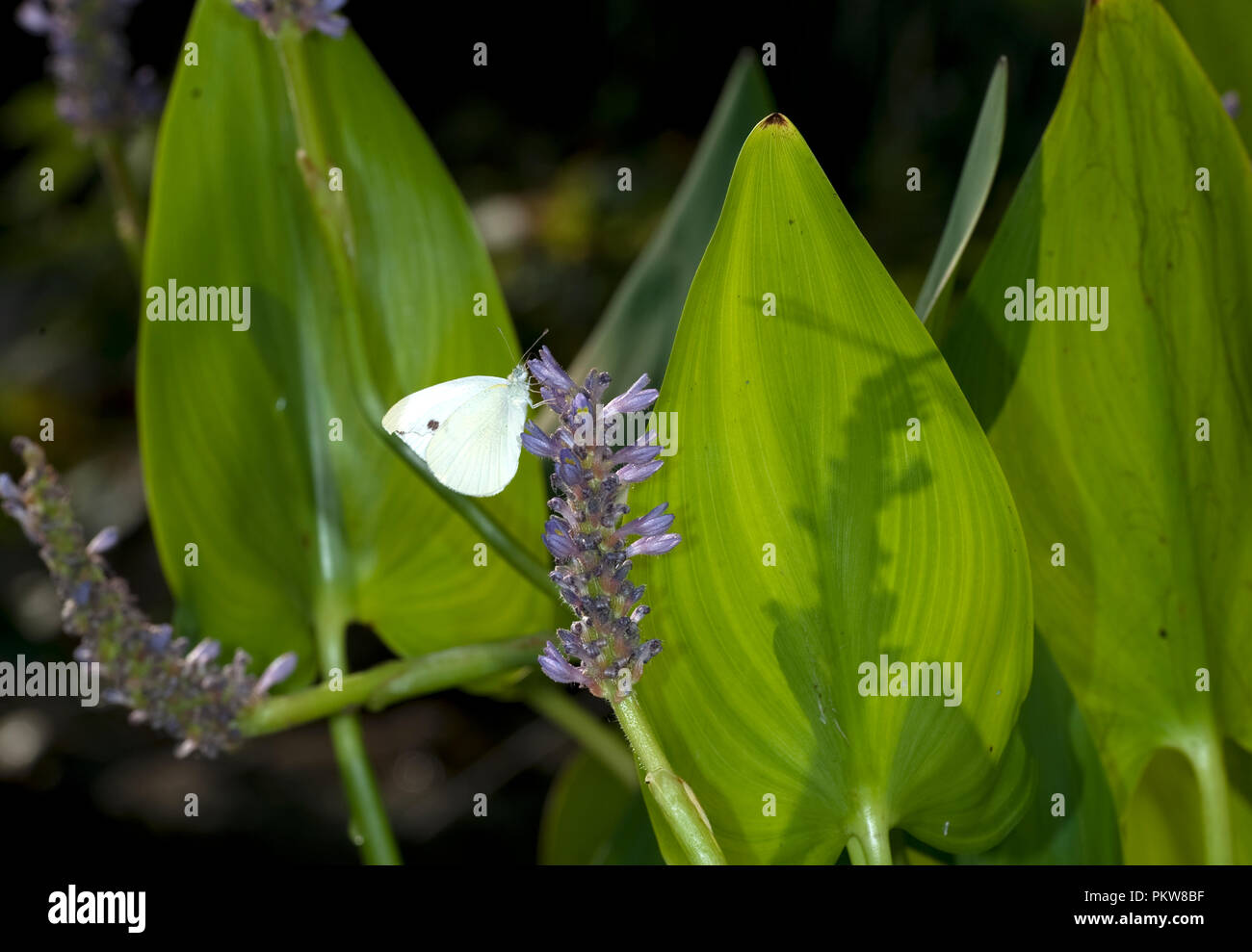 Orange Sulphur; " Alfalfa Butterfly"; Colias eurytheme Stock Photo - Alamy