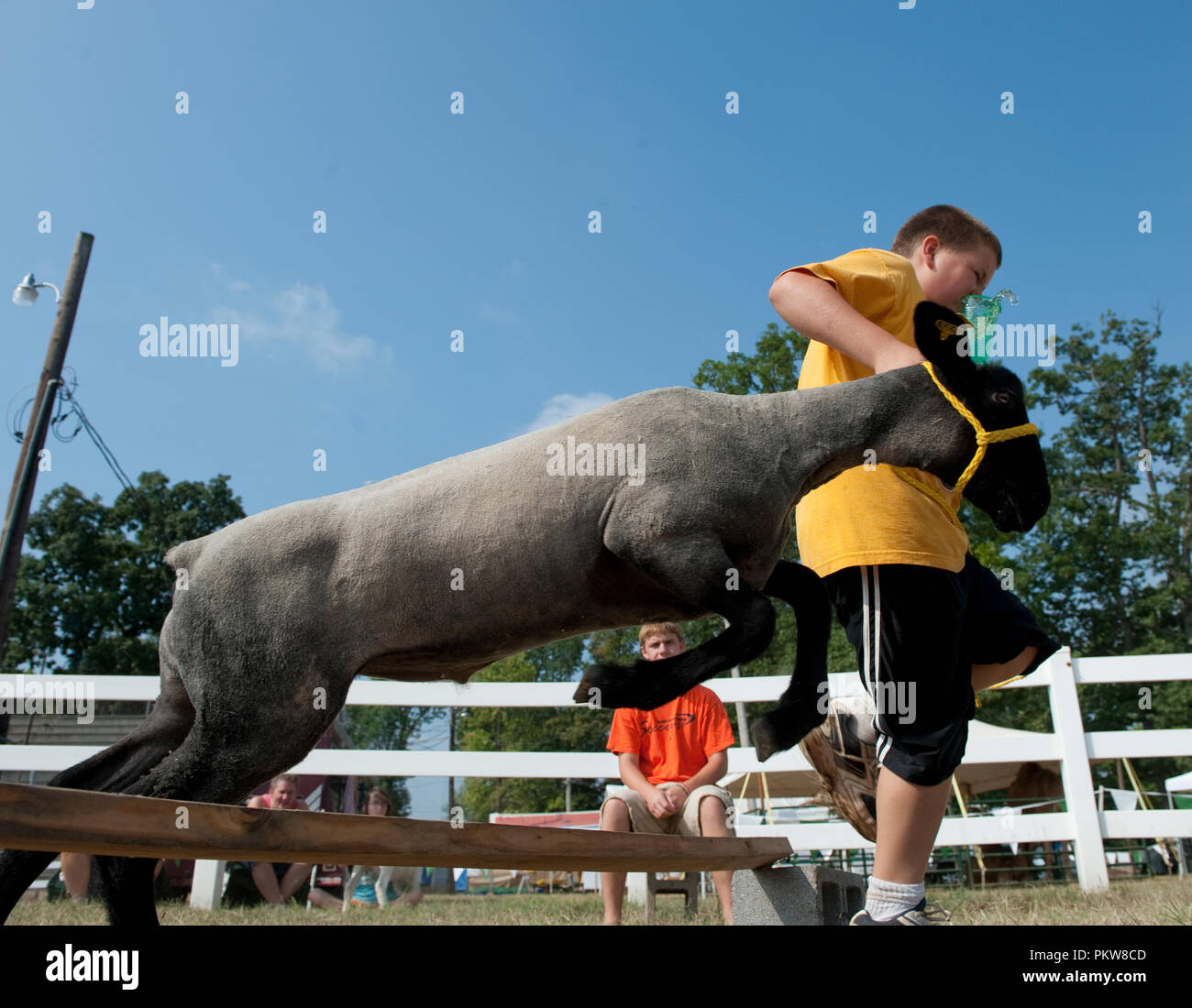 The Sheep & Goat Olympics at the 56th Annual Clarke County Fair. August ...