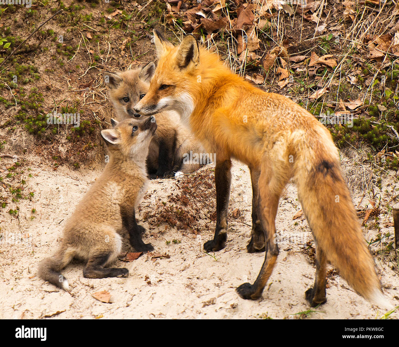 Kit Fox Mother Stock Photos & Kit Fox Mother Stock Images - Alamy