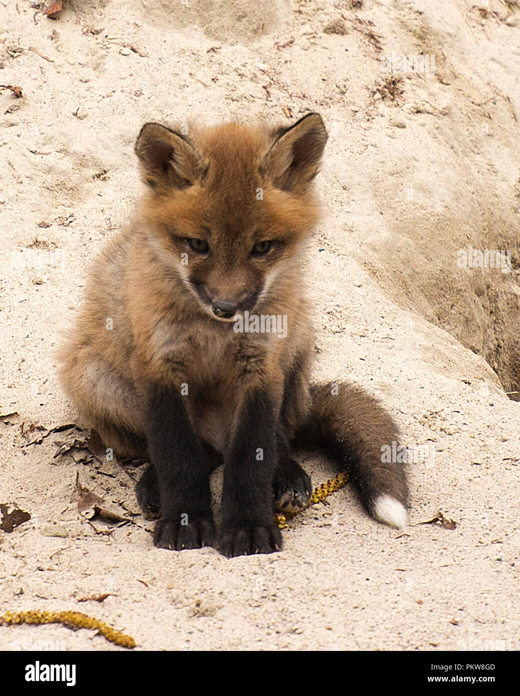 Kit fox mother hi-res stock photography and images - Alamy