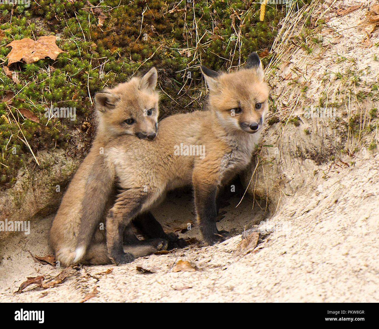 Red Fox kits in front of the den enjoying its surrounding Stock Photo ...
