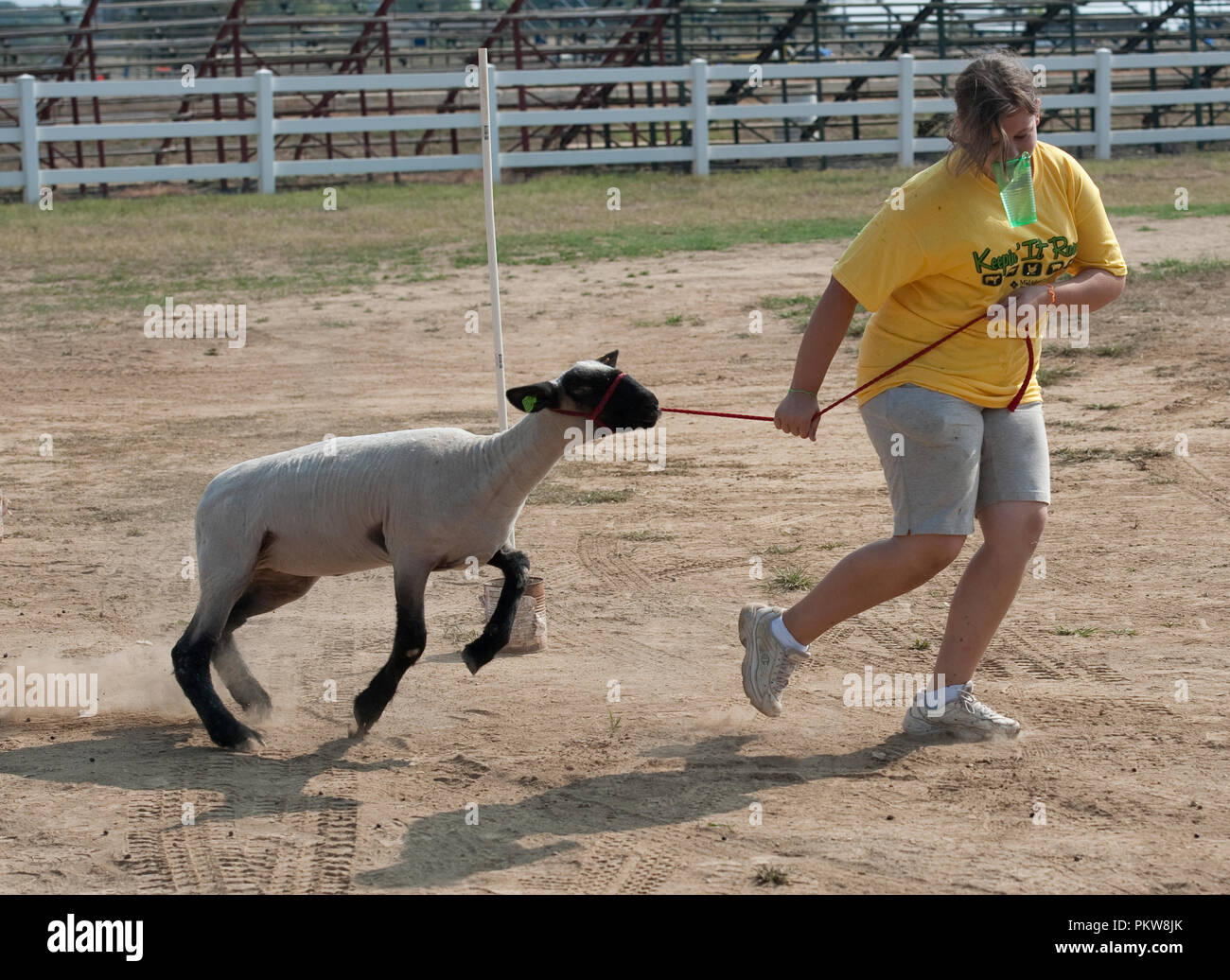 The Sheep & Goat Olympics at the 56th Annual Clarke County Fair. August ...